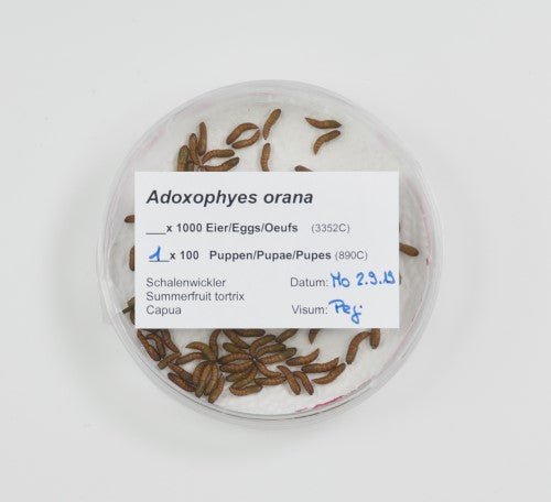 Insecten voor Onderzoek – Andermatt Nederland bv