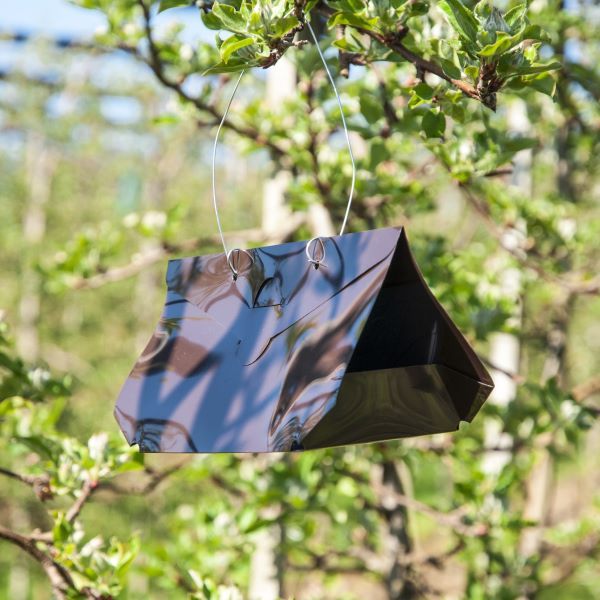 Kairo-Catch - Cydia pomonella – Andermatt Nederland bv